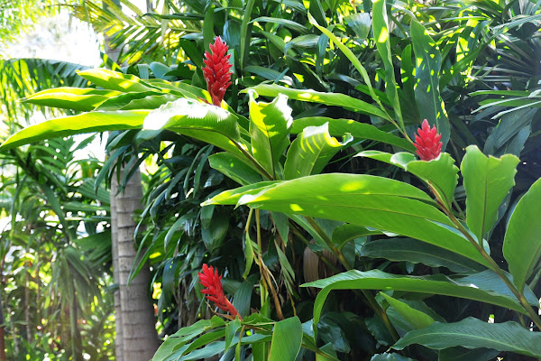 Red Ginger | Project Noah