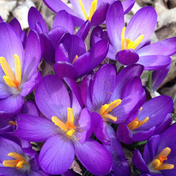 crocus | Project Noah