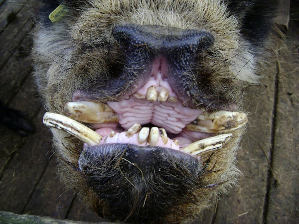 Hercules, the Kunekune pig | Project Noah