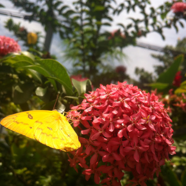 Cloudless Sulphur | Project Noah