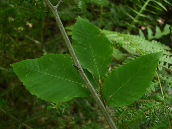 American Beech | Project Noah