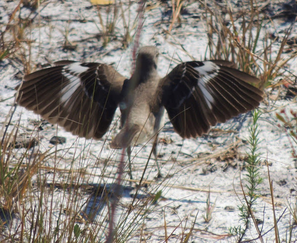 Northern mockingbird | Project Noah