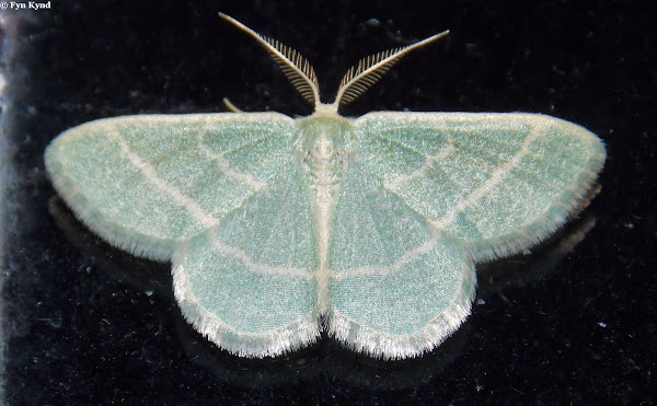 Blackberry Looper | Project Noah