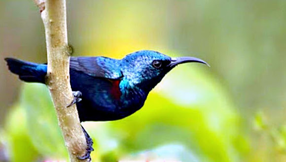 Purple Sunbird | Project Noah