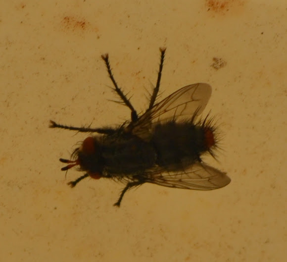 Red-tailed Flesh Fly | Project Noah