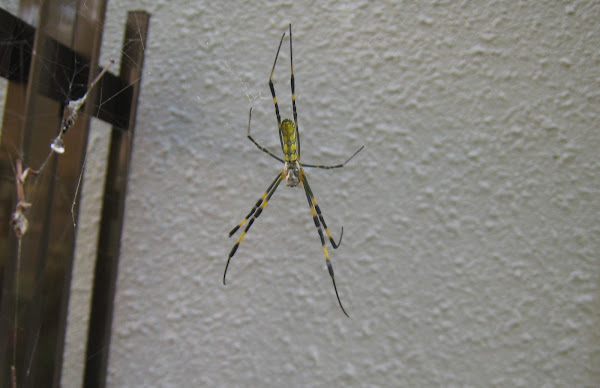 Joro Spider | Project Noah