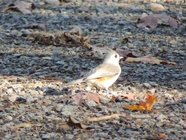 Tufted Titmouse | Project Noah