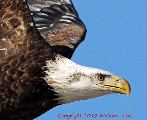 Bald Eagle | Project Noah