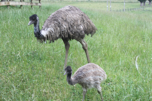 Emu | Project Noah