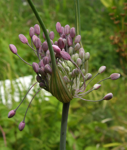 Garlic flower | Project Noah