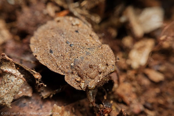 Toad bug | Project Noah