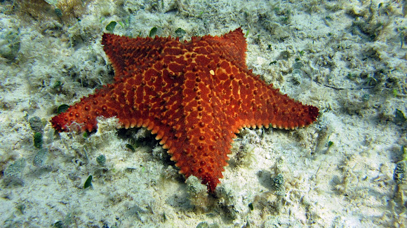 Cushion Sea Star | Project Noah