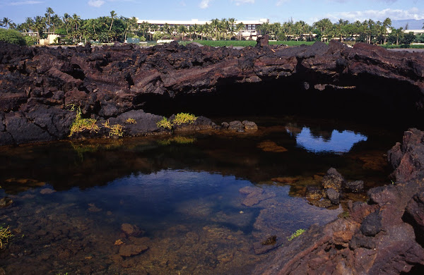 Opae' ula (Hawaiian Volcano Shrimp) | Project Noah