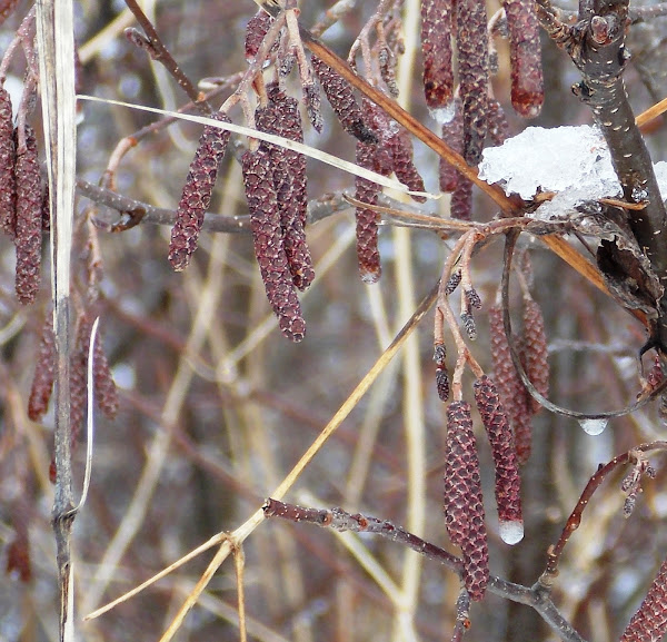Speckled Alder | Project Noah