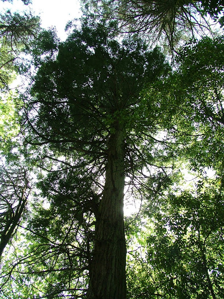 Sequoia | Project Noah