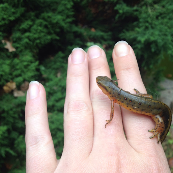 Eastern Newt | Project Noah