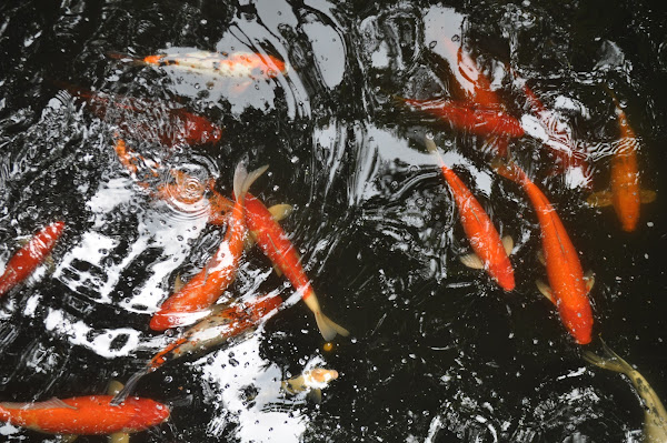 Koi Fish | Project Noah