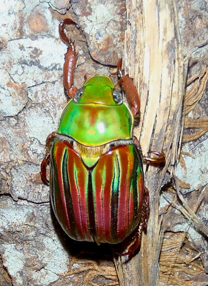 Jewel Scarab | Project Noah