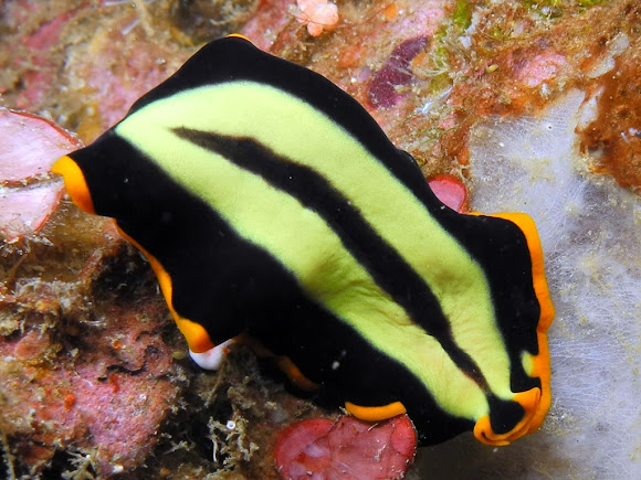 Divided Flatworm | Project Noah
