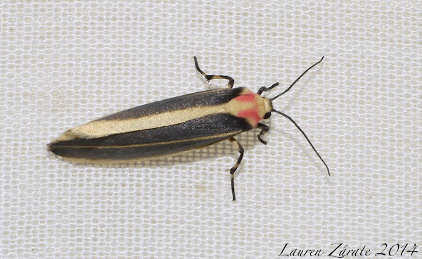 Firefly Imitating Moth | Project Noah