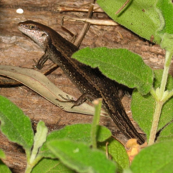 Common Garden Skink | Project Noah