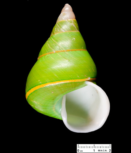 Manus Green Tree Snail (Papuina pulcherrima) — Google Arts & Culture