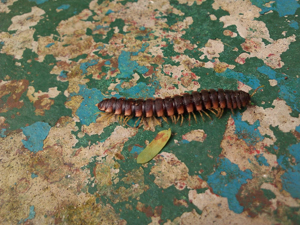 Flat-Backed Millipede | Project Noah