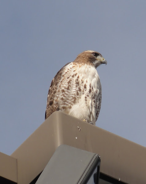 Red-tailed Hawk | Project Noah