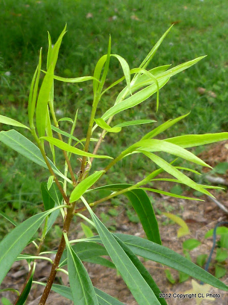 Gumby Gumby | Project Noah