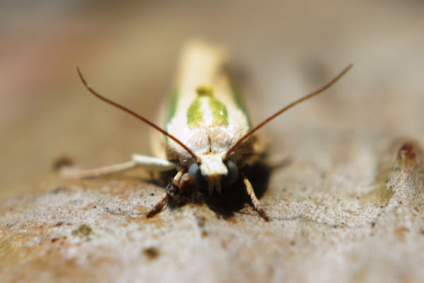 Spotted Bollworm | Project Noah