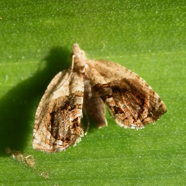 Dog-faced Bell Moth -2 | Project Noah