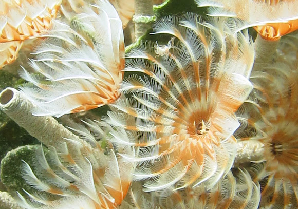 Feather Duster Worm | Project Noah