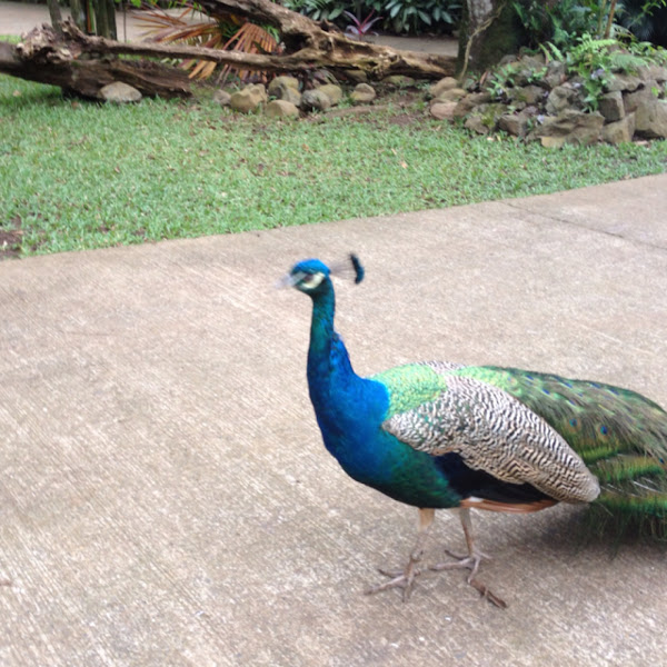 Pavo Real comun | Project Noah