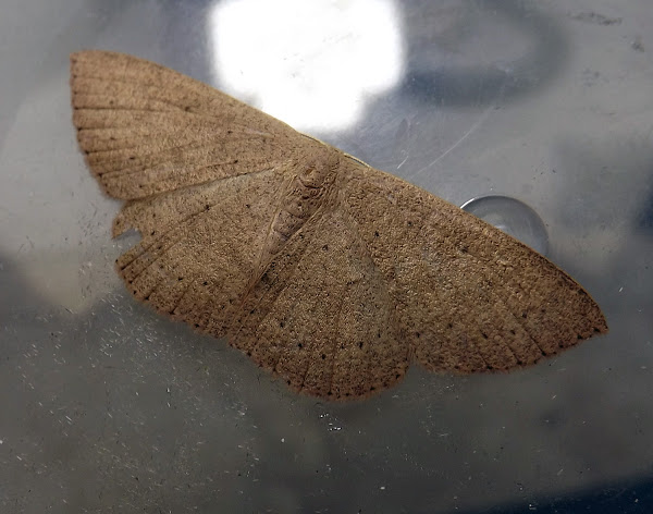 Orange-grounded Delicate (moth) | Project Noah