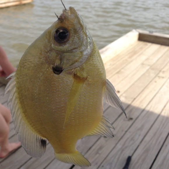 Hybrid Bluegill | Project Noah