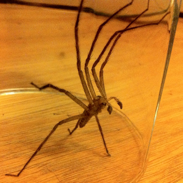 Brown Recluse/Violin Spider | Project Noah