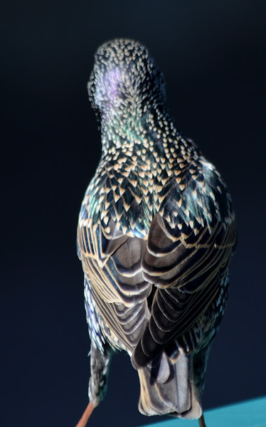 Common Starling | Project Noah