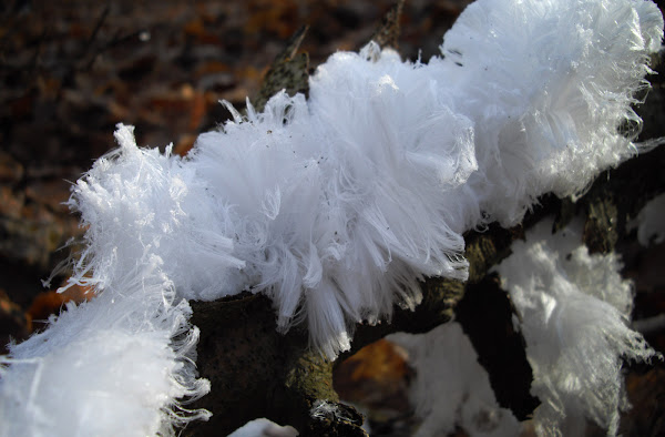 Frost Beard on Spruce (deadwood) | Project Noah