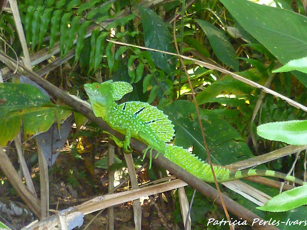 Plumed basilisk | Project Noah