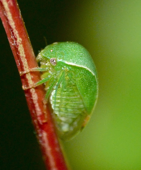 Three-cornered alfalfa hopper | Project Noah