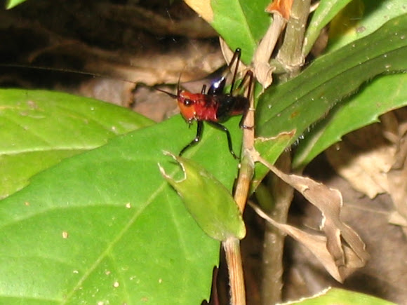 Conehead Katydid | Project Noah
