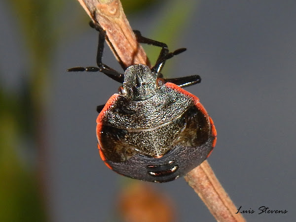 Shield bug nymph | Project Noah
