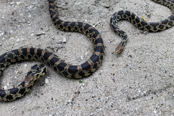 Eastern Fox Snakes | Project Noah