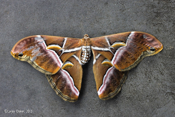 Wild Eri Silk Moth | Project Noah