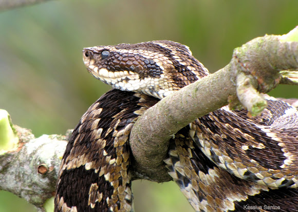 Urutú | Project Noah