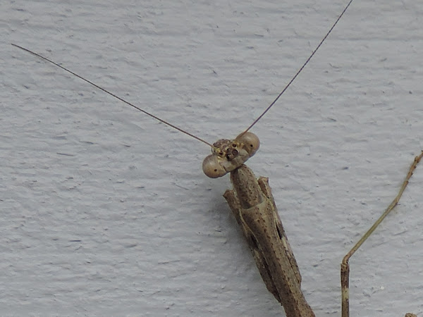 Carolina Mantis (male) | Project Noah