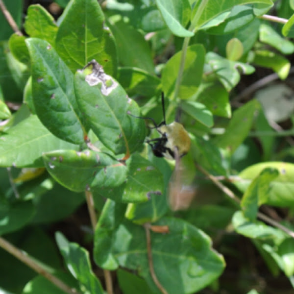 Snowberry Clearwing Moth (laying eggs) | Project Noah
