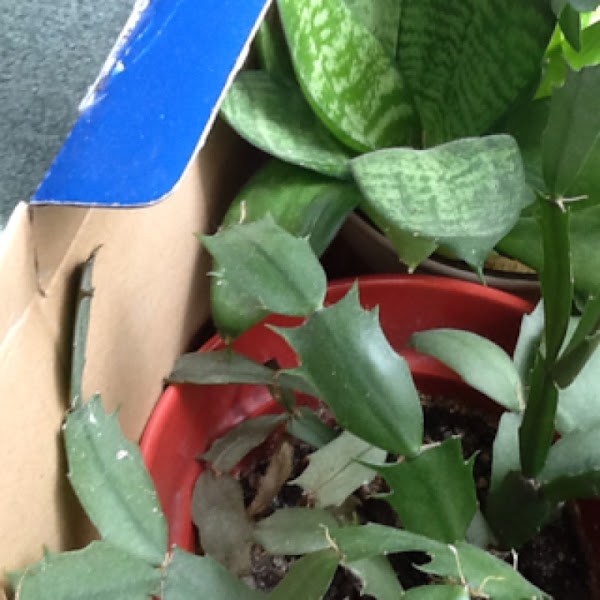 Christmas Cactus | Project Noah