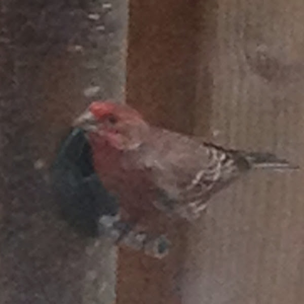 House Finch | Project Noah
