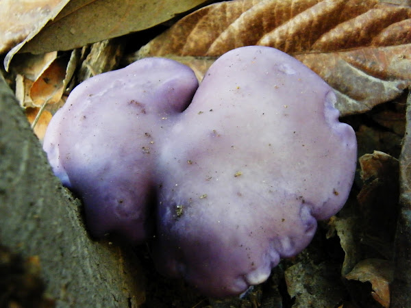 Hongo Azul | Project Noah